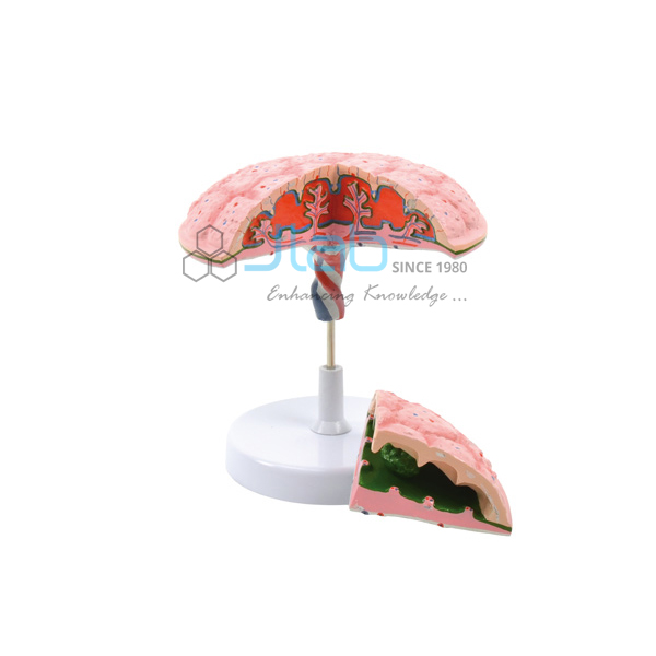 Human Placenta Manufacturers, Supplier & Exporters in India,Uruguay ...