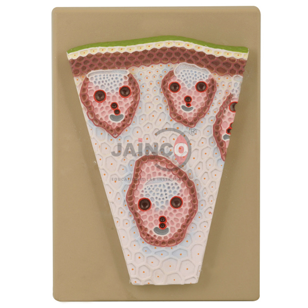 Monocot Stem T.S. Model Manufacturers, Supplier & Exporters in India ...