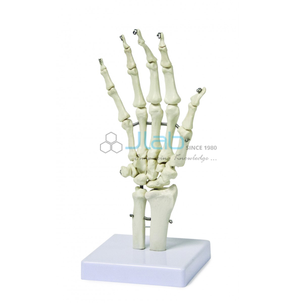 Hand Bone Model Manufacturers, Supplier & Exporters in India,Uruguay ...