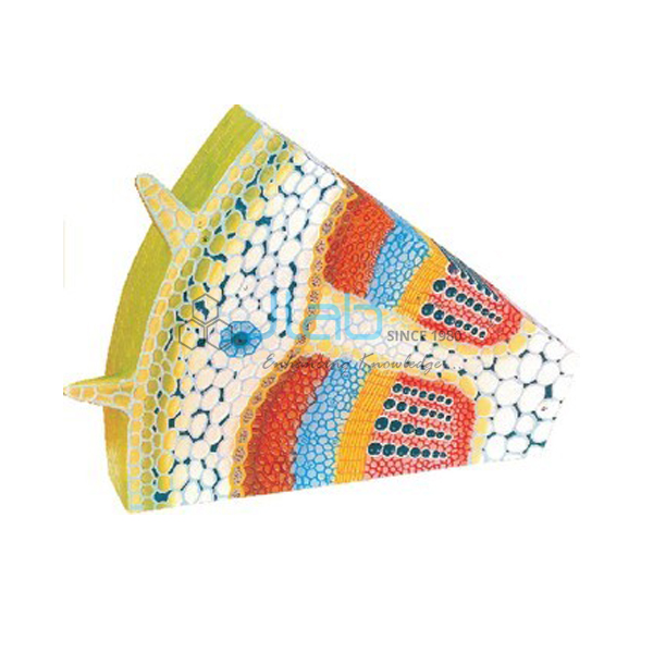 Anatomy of Dicot Stem Manufacturers, Supplier & Exporters in India ...