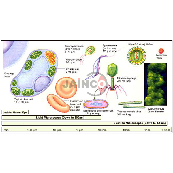 Compartmentation of Cell Model Manufacturers, Supplier & Exporters in ...