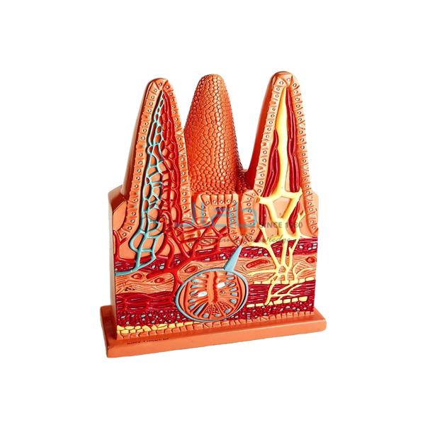 Intestinal Villus Model Manufacturers, Supplier & Exporters in India ...