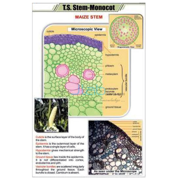 T.S. Stem - Monocot Chart Manufacturers, Supplier & Exporters in India ...