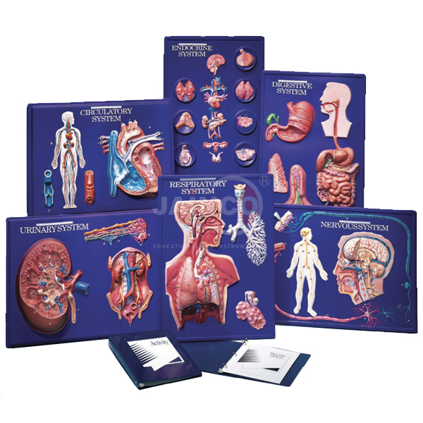 Human Body System Model Manufacturers, Supplier & Exporters in India ...