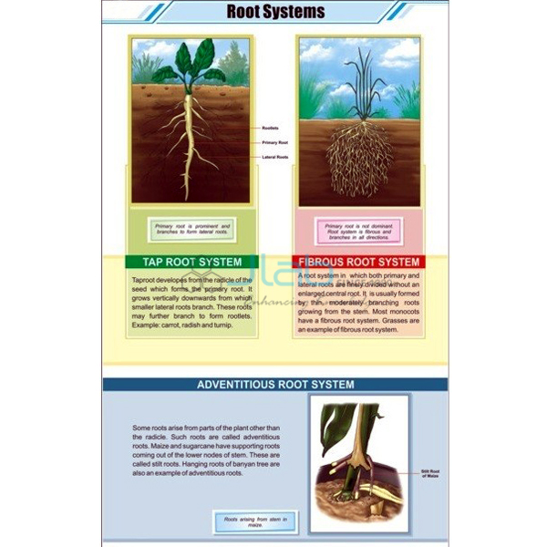 Root System Chart Manufacturers, Supplier & Exporters in India,Uruguay ...