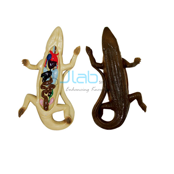 Lizard Dissection Model Manufacturers, Supplier & Exporters in India ...