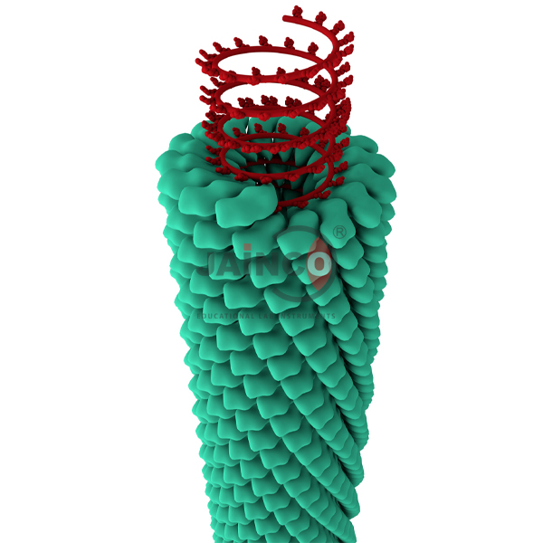 Helical Structure of Virus Model Manufacturers, Supplier & Exporters in ...