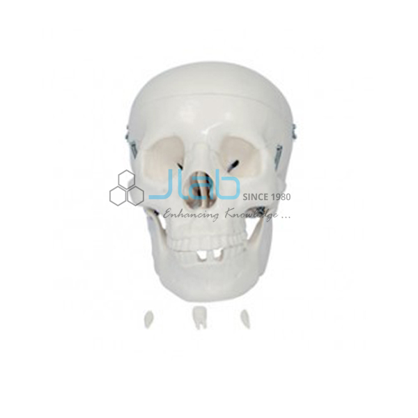 Adult Skull Life Size Manufacturers, Supplier & Exporters in India ...