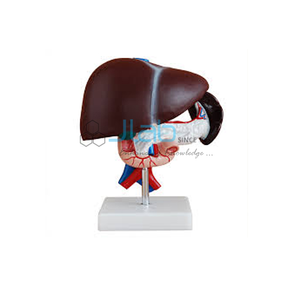 Liver Pancreas and Duodenum Model Manufacturers, Supplier & Exporters ...