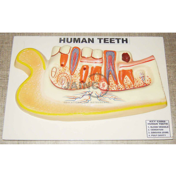 Human Teeth Model Manufacturers, Supplier & Exporters in India,Uruguay ...