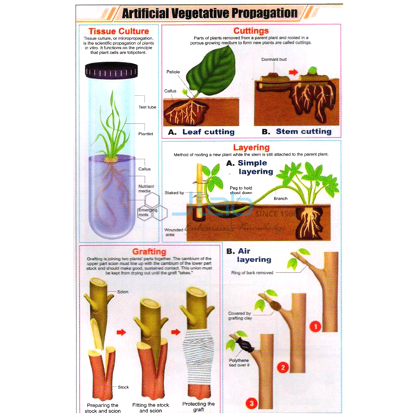Artificial Vegetative Propagation Chart Manufacturers, Supplier ...